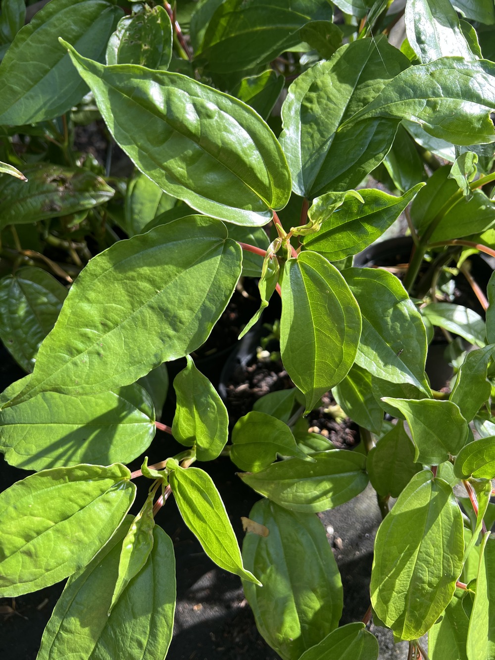 Pilea plataniflora ‘Glossy’ PB 09-1235 | Pan Global Plants